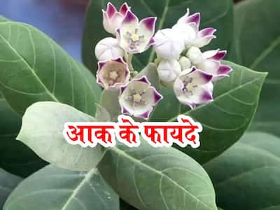 Aak Benefits and Uses- आक के फायदे, औषधीय गुण, लाभ और नुकसान ...