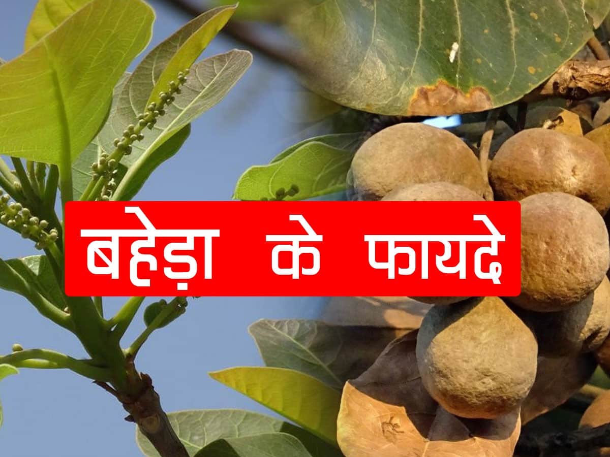Terminalia bellirica Benefits and Uses- बहेड़ा के फायदे, औषधीय गुण, लाभ ...