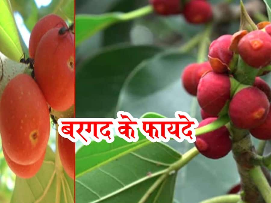 Banyan tree Benefits and Uses- बरगद के पेड़ के फायदे, औषधीय गुण, लाभ और ...