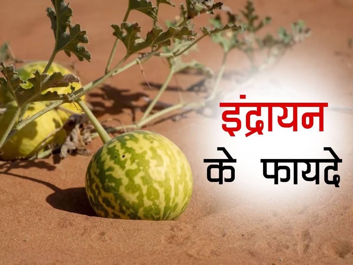 Colocynth Benefits and Uses- इंद्रायन के फायदे, औषधीय गुण, लाभ और ...