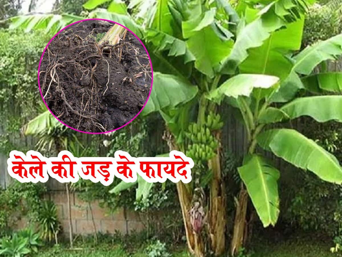 Kele ki jad Benefits and Uses- केले की जड़ के फायदे, औषधीय गुण, लाभ और ...