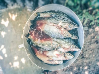 A Daily Diet Of Fish Can Give You Skin Cancer, Say Experts: Follow ...