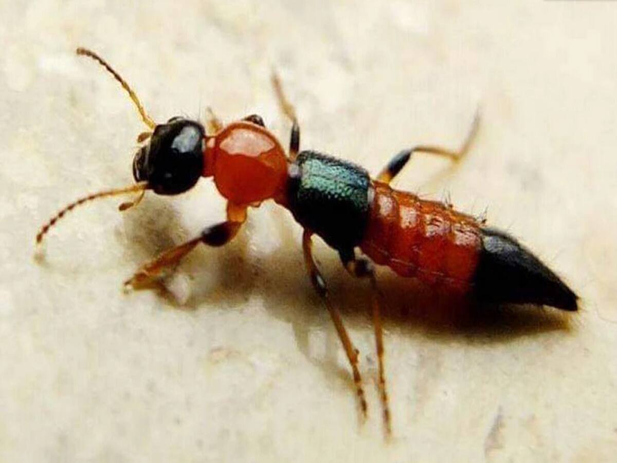 Nairobi Fly Infection Creates Panic In Bihar's Border: Know What It Is ...