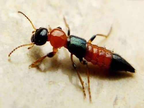 Nairobi Fly Infection Creates Panic In Bihar's Border: Know What It Is ...