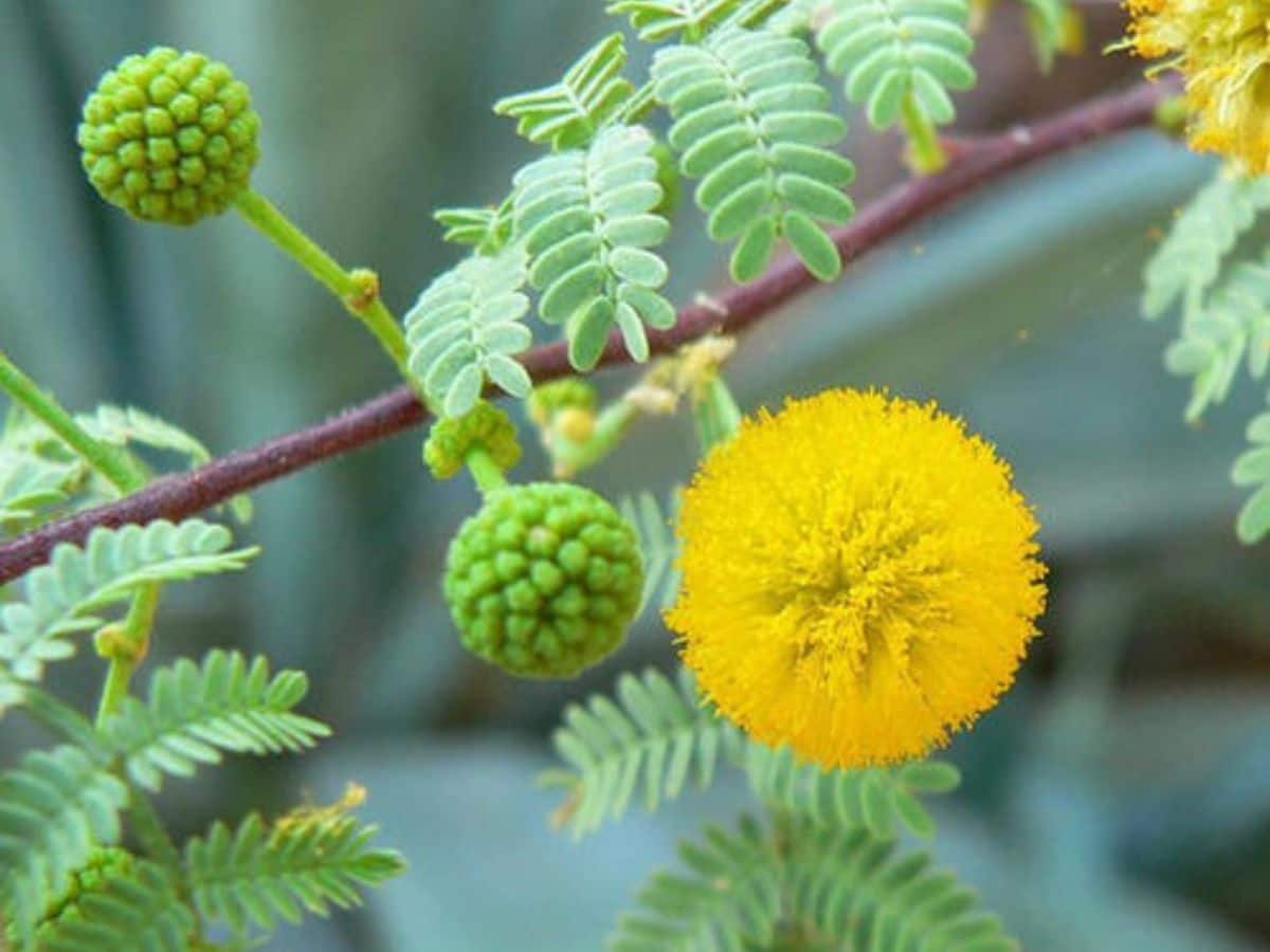 Acacia Babool Tree Flower | मुंह की बदबू दूर करने के साथ पीले दांतों को ...
