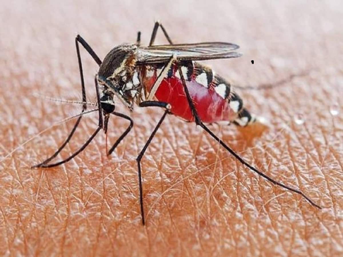 ICMR’s VCRC Develops Unique Tech To Fight Vector Borne Diseases: It Is ...