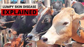 What Is Lumpy Skin Disease, Can It Infect Humans? Symptoms And Causes ...