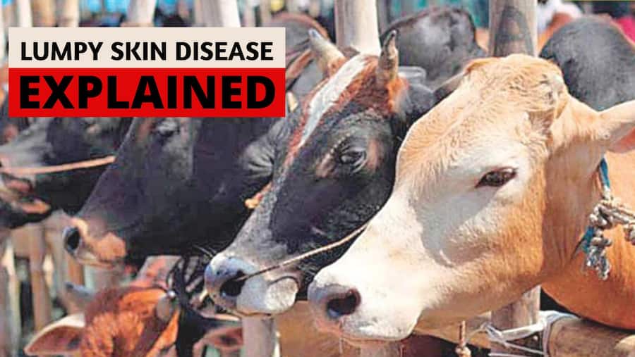 What Is Lumpy Skin Disease, Can It Infect Humans? Symptoms And Causes ...