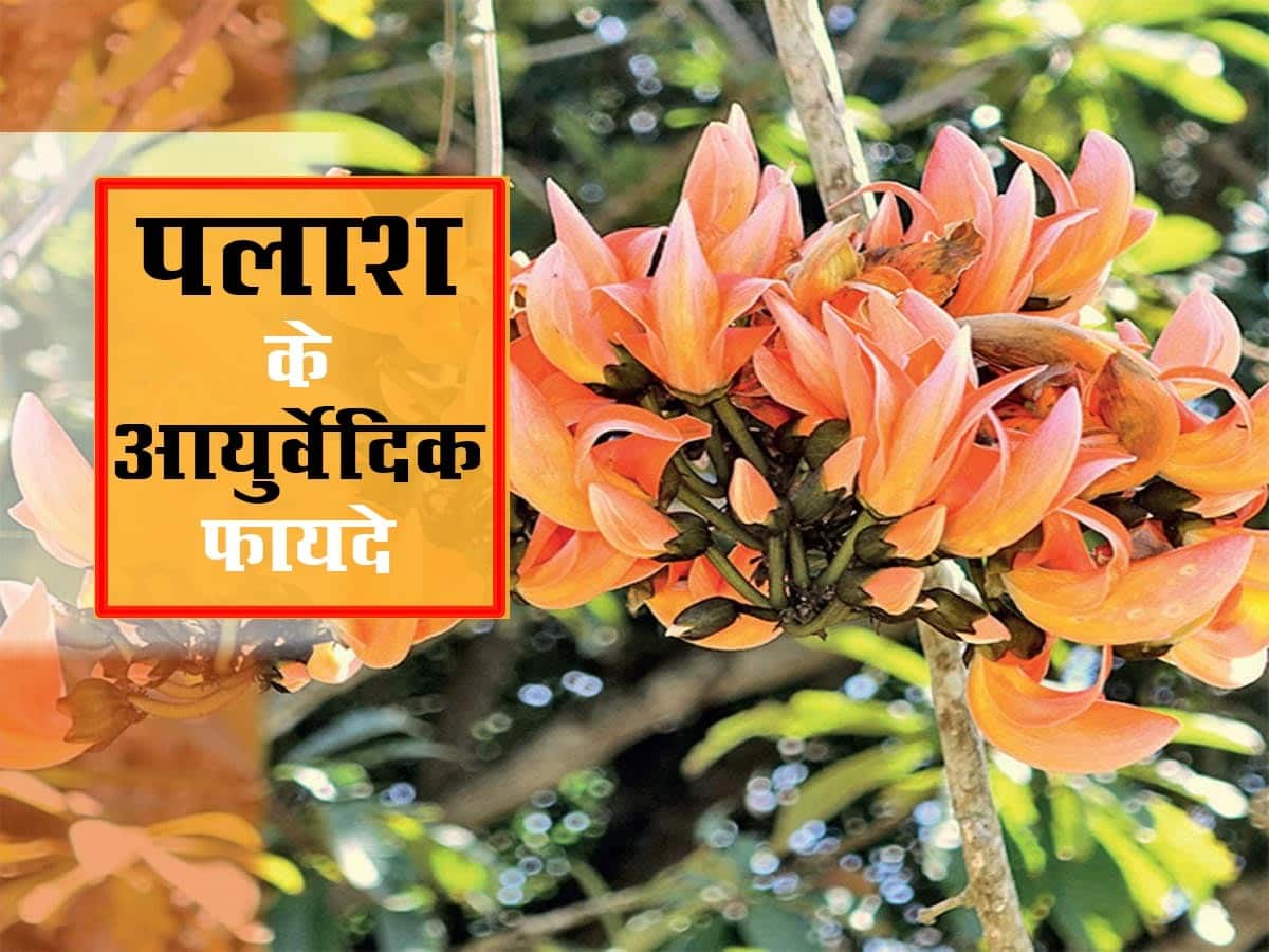 शरीर की इन 5 समस्याओं में काम आ सकता है पलाश, जानें इसके फूल से लेकर ...