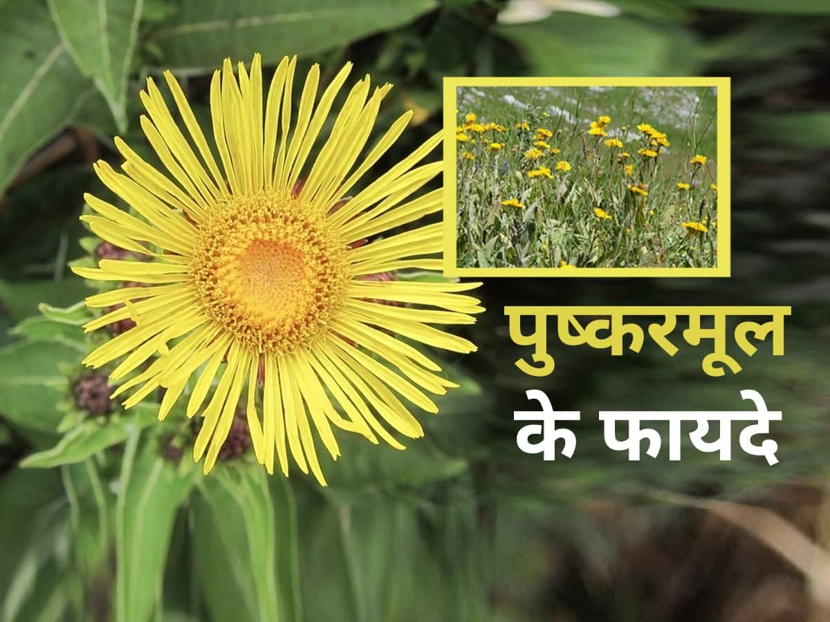 Pushkarmool Benefits and Uses- पुष्करमूल के फायदे, औषधीय गुण, लाभ और ...