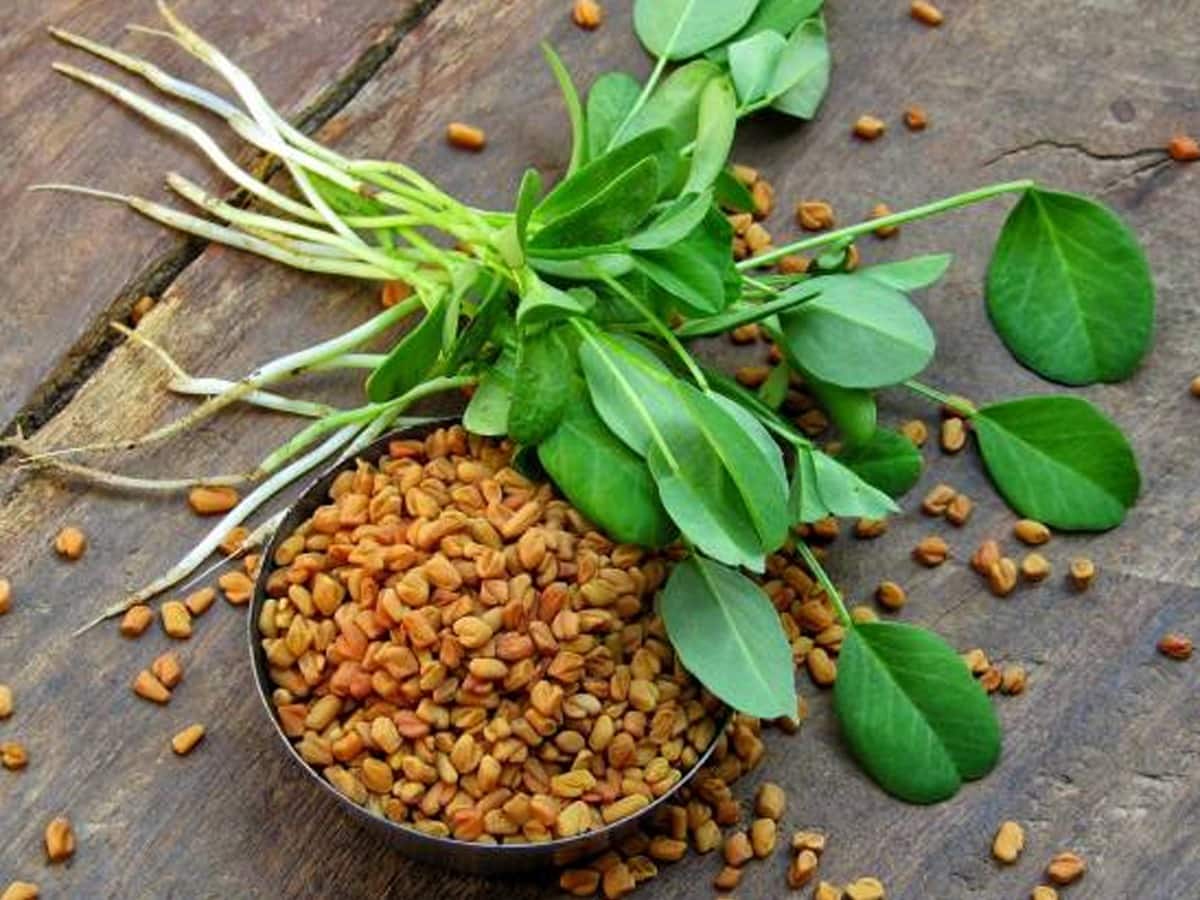 डायबिटीज में मेथी के सेवन का सही तरीका नहीं जानते लोग, आप ना करें गलती ...