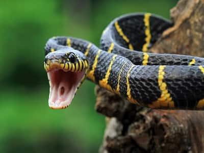 Incidence Of Snake Bites In India: How To Reduce Cases Of Snakebite ...