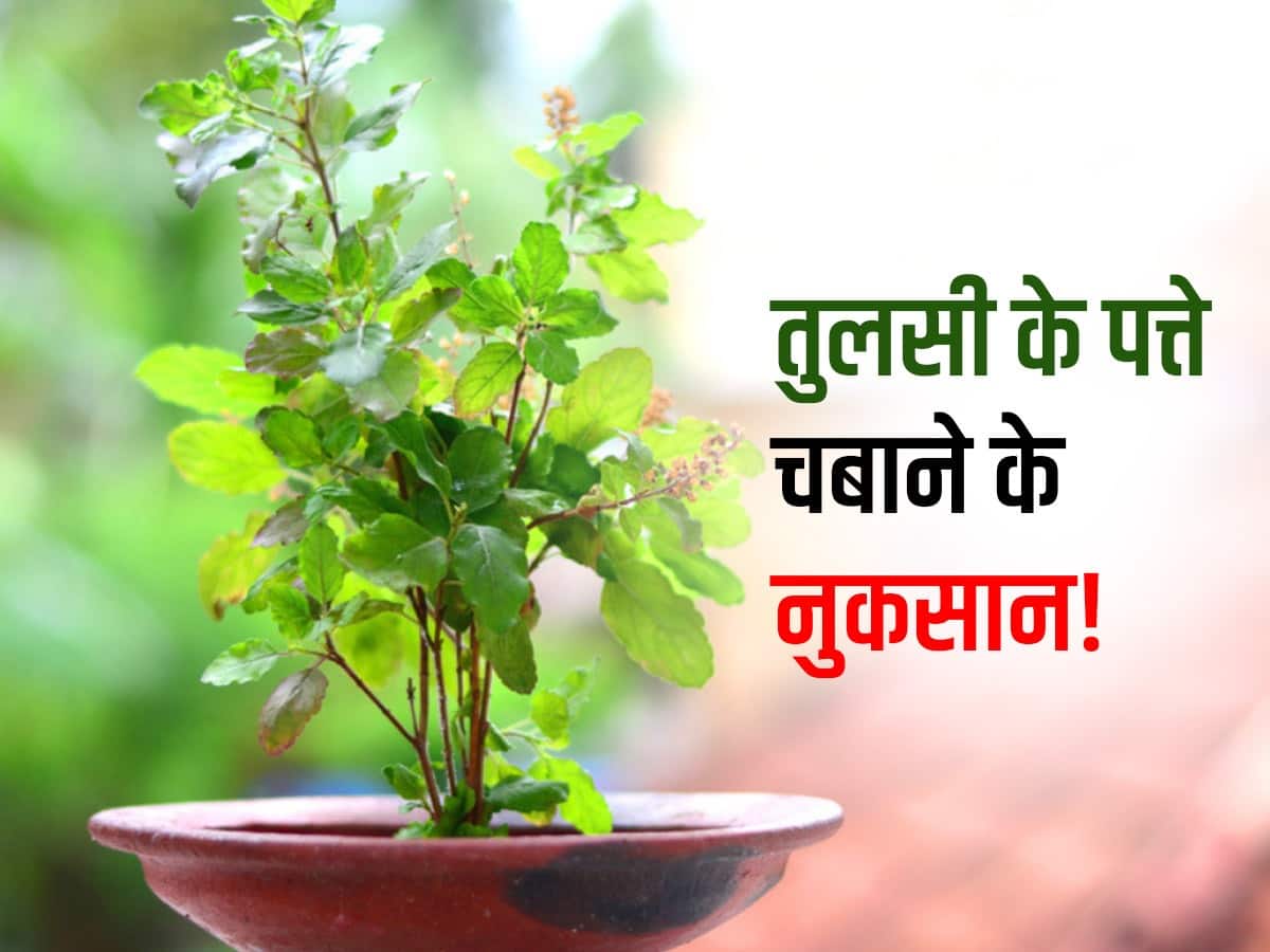 Tulsi ke nuksan : इन 5 स्वास्थ्य समस्याओं में तुलसी का सेवन बन सकता है ...