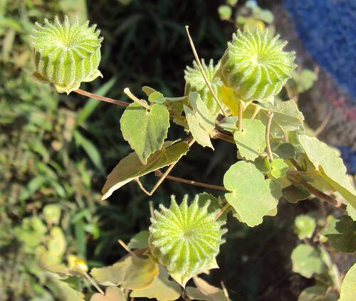 Abutilon Indicum: Health Benefits, Uses And Side Effects Of Atibala ...