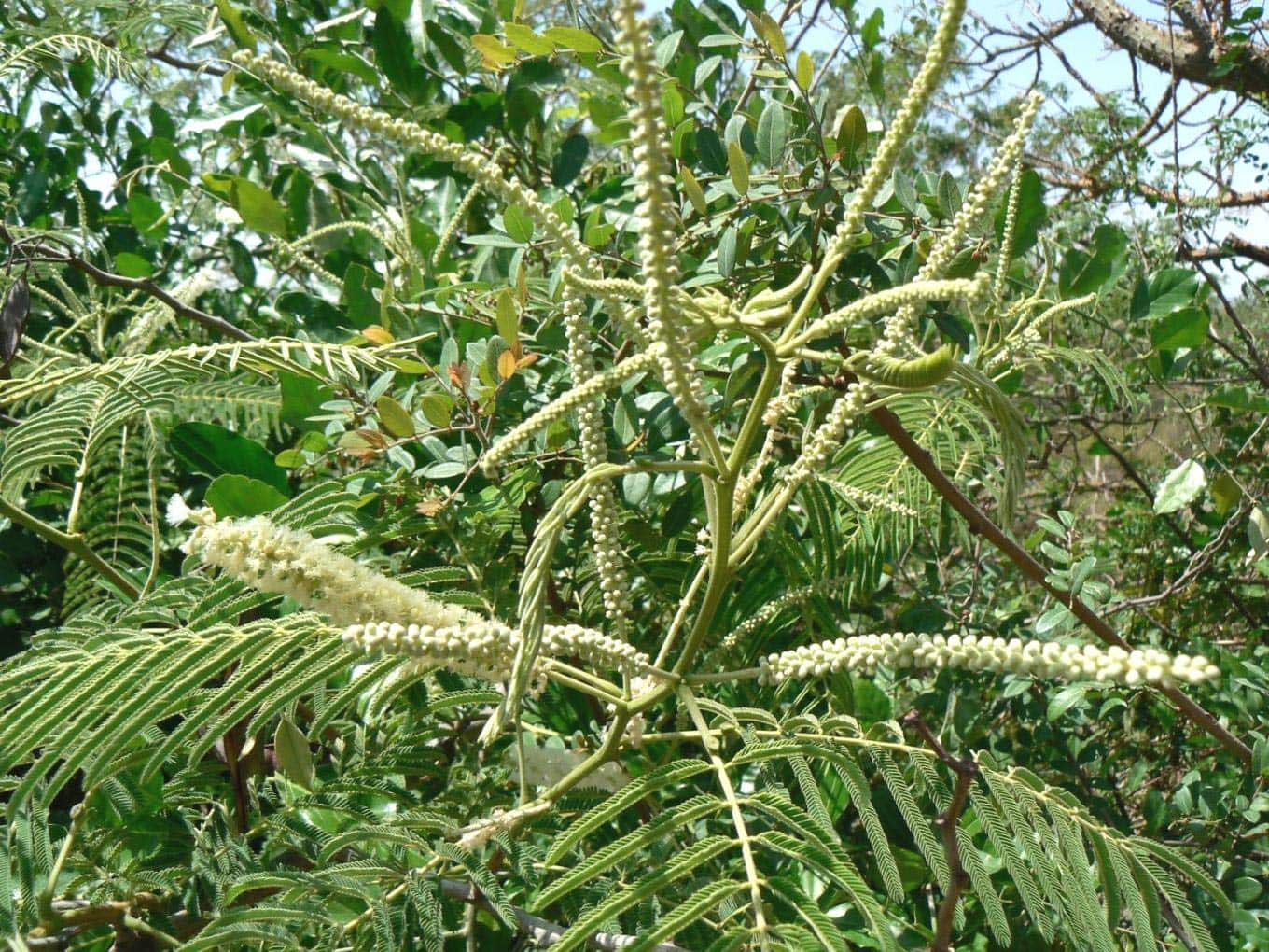 Black Catechu: Health Benefits, Uses And Side Effects Of Khadira ...
