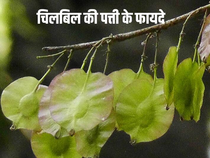इन 5 बीमारियों का रामबाण इलाज है चिलबिल की पत्ती, पीलिया से लेकर गठ‍िया ...