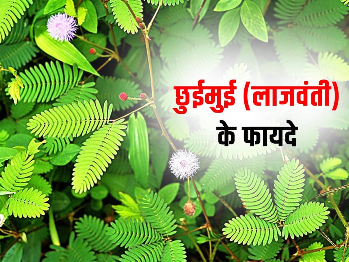 लाजवंती या छुईमुई में हैं कई औषधीय गुण, इन 5 समस्याओं में है कारगर ...