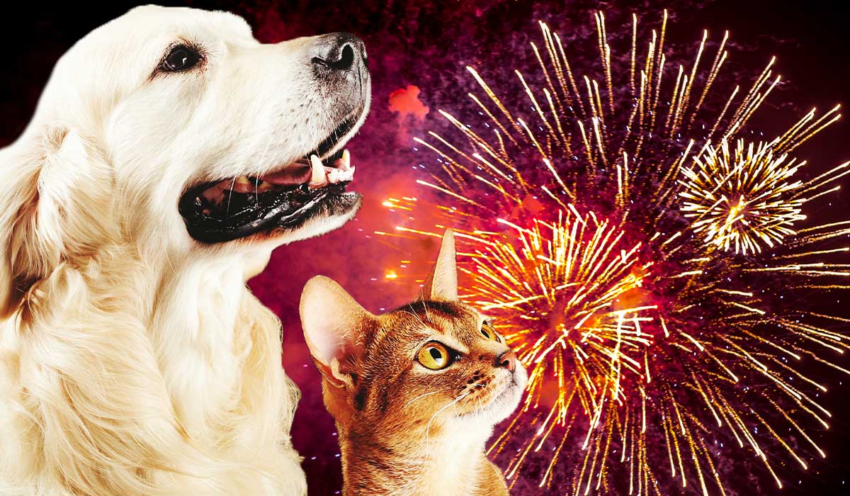 Diwali Guidelines For Your Pets: How To Calm Your Anxious Pet During ...