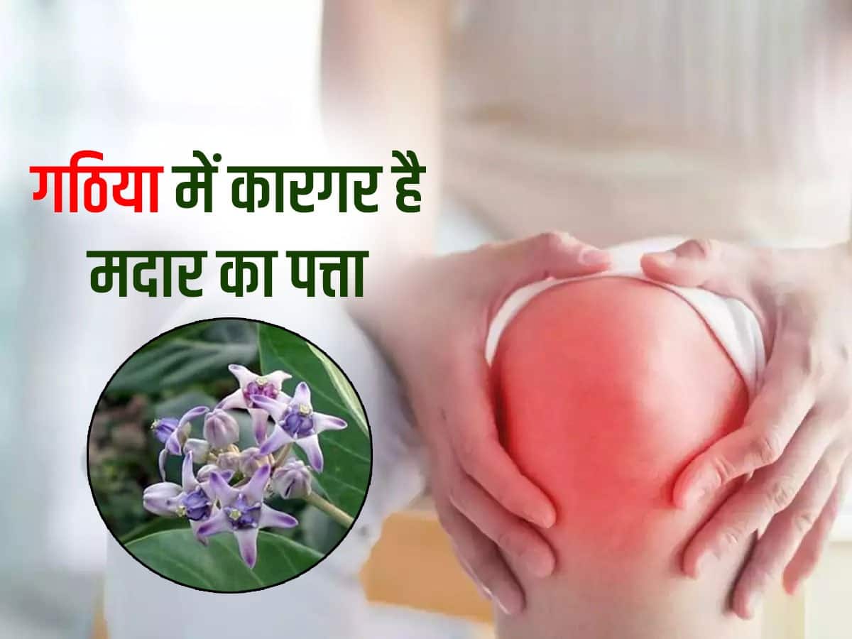 गठिया के दर्द का पुराना इलाज है मदार का पत्ता, जानें इस्तेमाल का तरीका ...