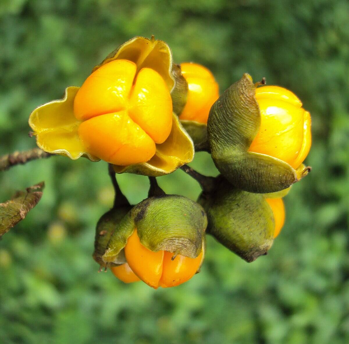 Intellect Plant Health Benefits Uses And Side Effects Of Jyotishmati 