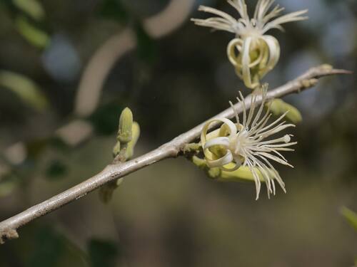 Alangium: Precautions, Side Effects And Benefits Of Ankol ...