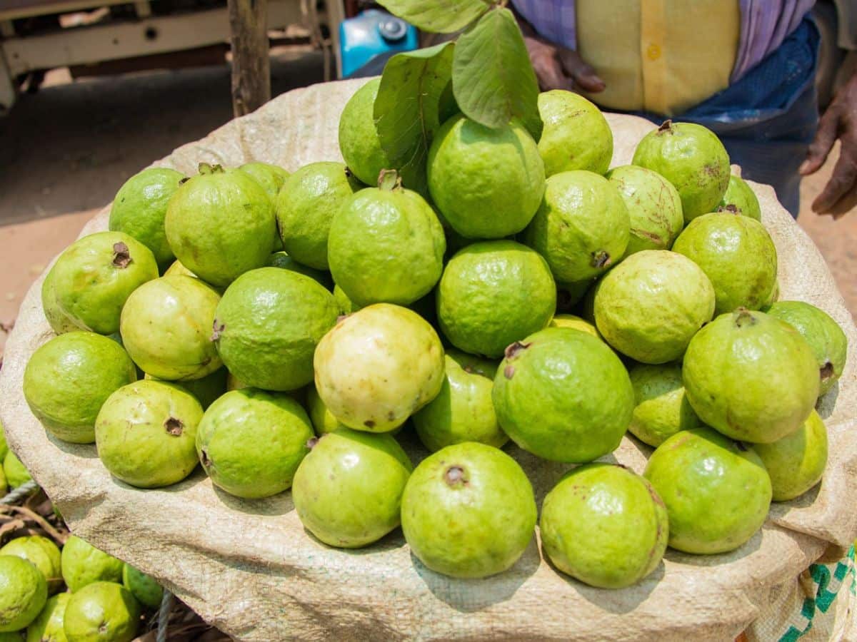 Amrood Khane Ke Fayde | Guava Eating Time In Hindi | अमरूद खाने का सही ...