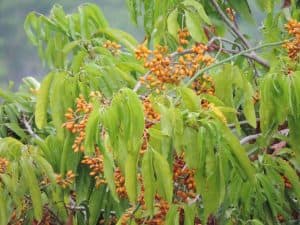 Intellect Plant: Health Benefits, Uses And Side Effects Of Jyotishmati ...