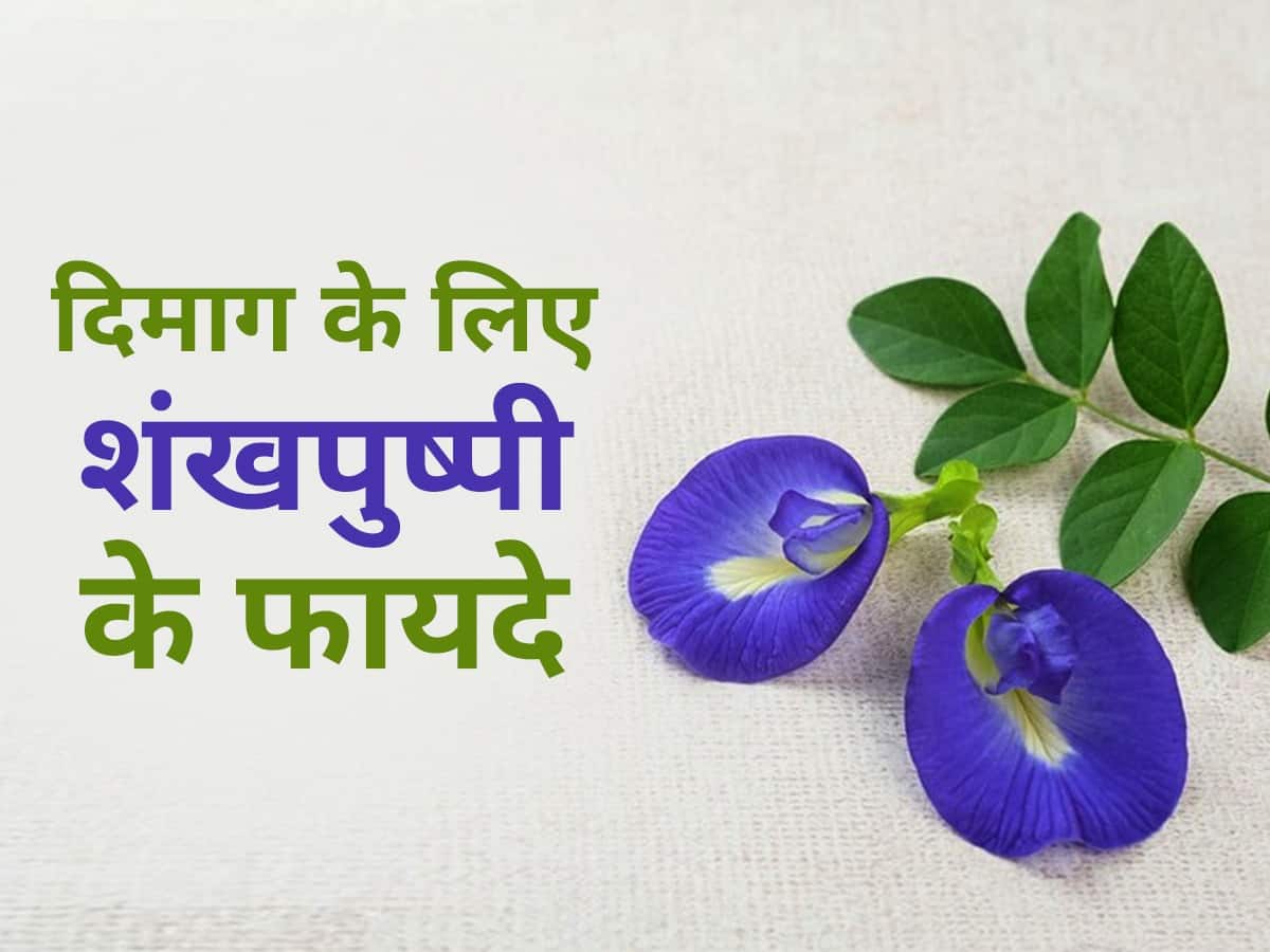 Dimag Ke Liye Shankhpushpi Ke Fayde | Shankhpushpi Benefits For Brain | शंखपुष्पी के फायदे ...