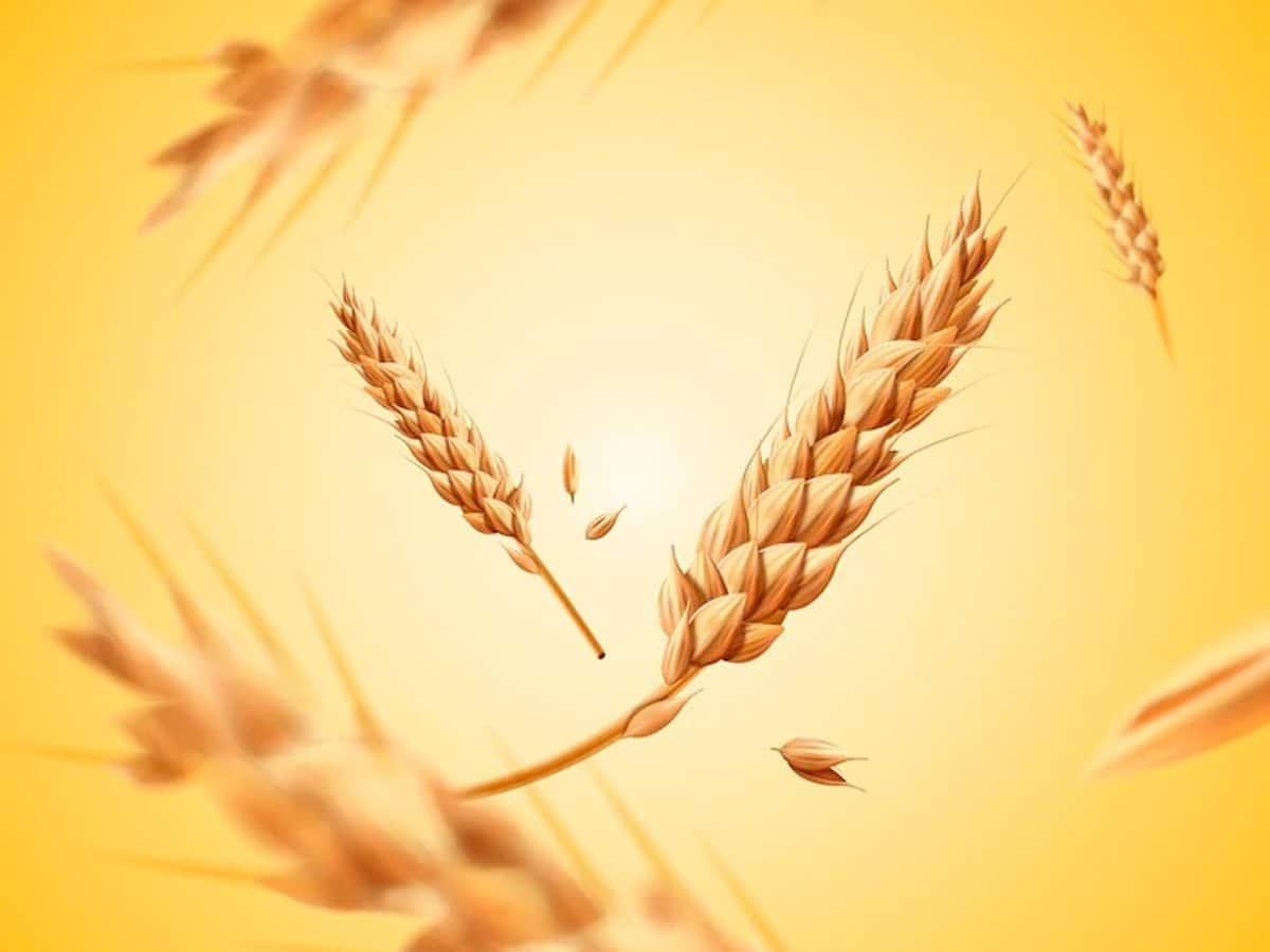 Jau Ka Aata Khane Ke Fayde | गेहूं से ज्यादा फायदेमंद है जौ का आटा ...