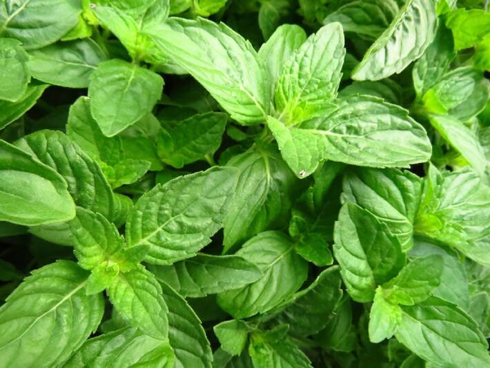 5 Herbs That May Help Fight Cancer | TheHealthSite.com