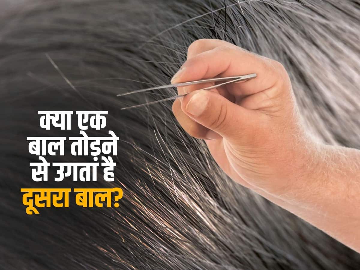 Plucking Hair : 1 सफेद बाल तोड़ने से कितने और सफेद बाल उगते हैं? जानिए ...