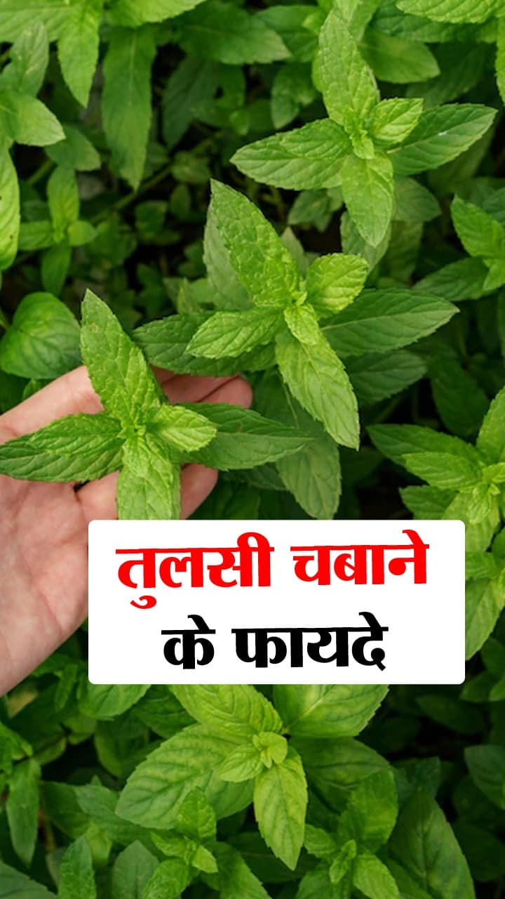 Eating Tulsi Leaves in Empty Stomach in Hindi | सुबह खाली पेट तुलसी के ...