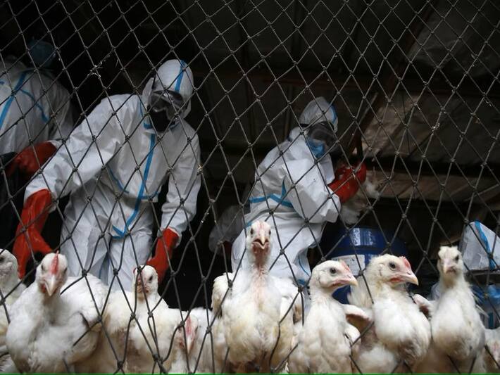 11-Year-Old Girl Dies of Bird Flu, WHO Warns of Symptoms Of Avian ...