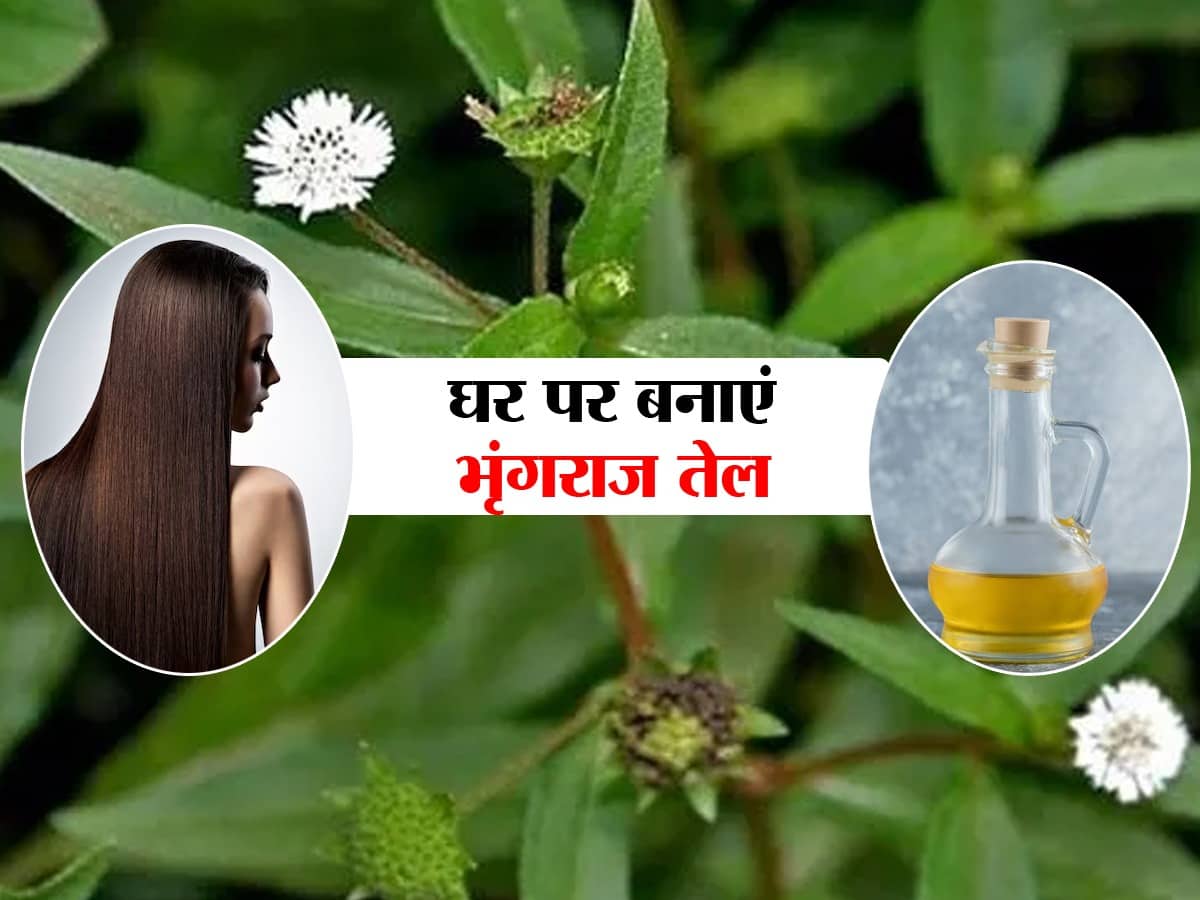 Bhringraj For Hair Growth | बालों के लिए भृंगराज के फायदे और तेल बनाने ...