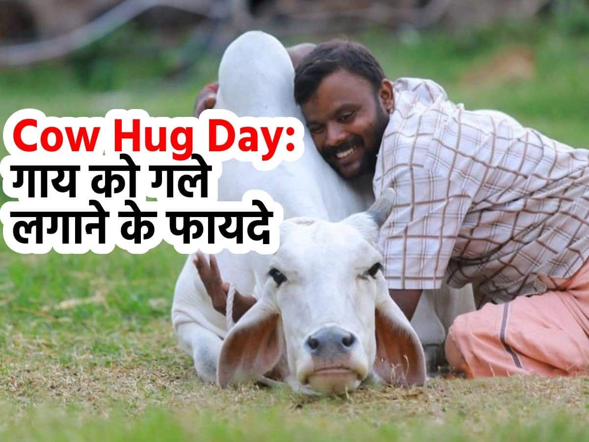 Cow Hug Day In India | Cow Cuddling Therapy In Hindi | गाय को गले लगाने के फायदे | TheHealthSite ...
