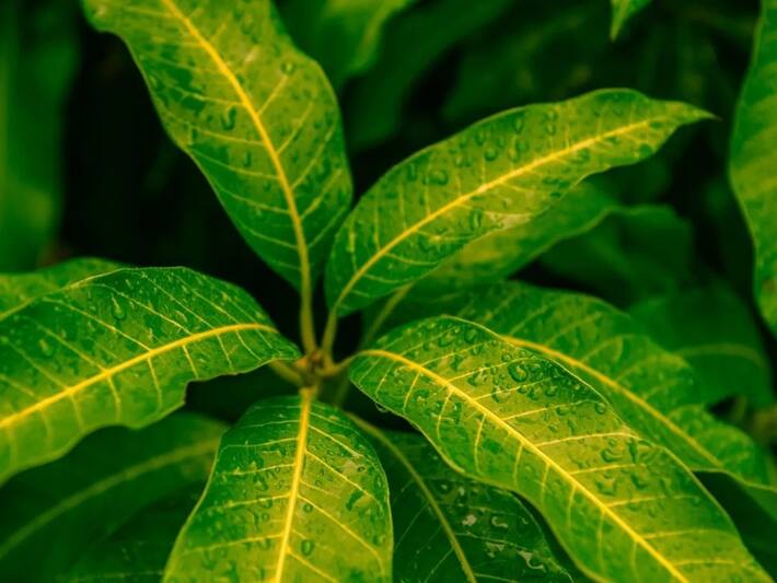 6 Benefits Of Boiled Mango Leaves | TheHealthSite.com