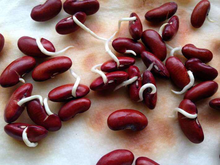 5 Types Of Sprout For Your Summer Diet Plan | TheHealthSite.com
