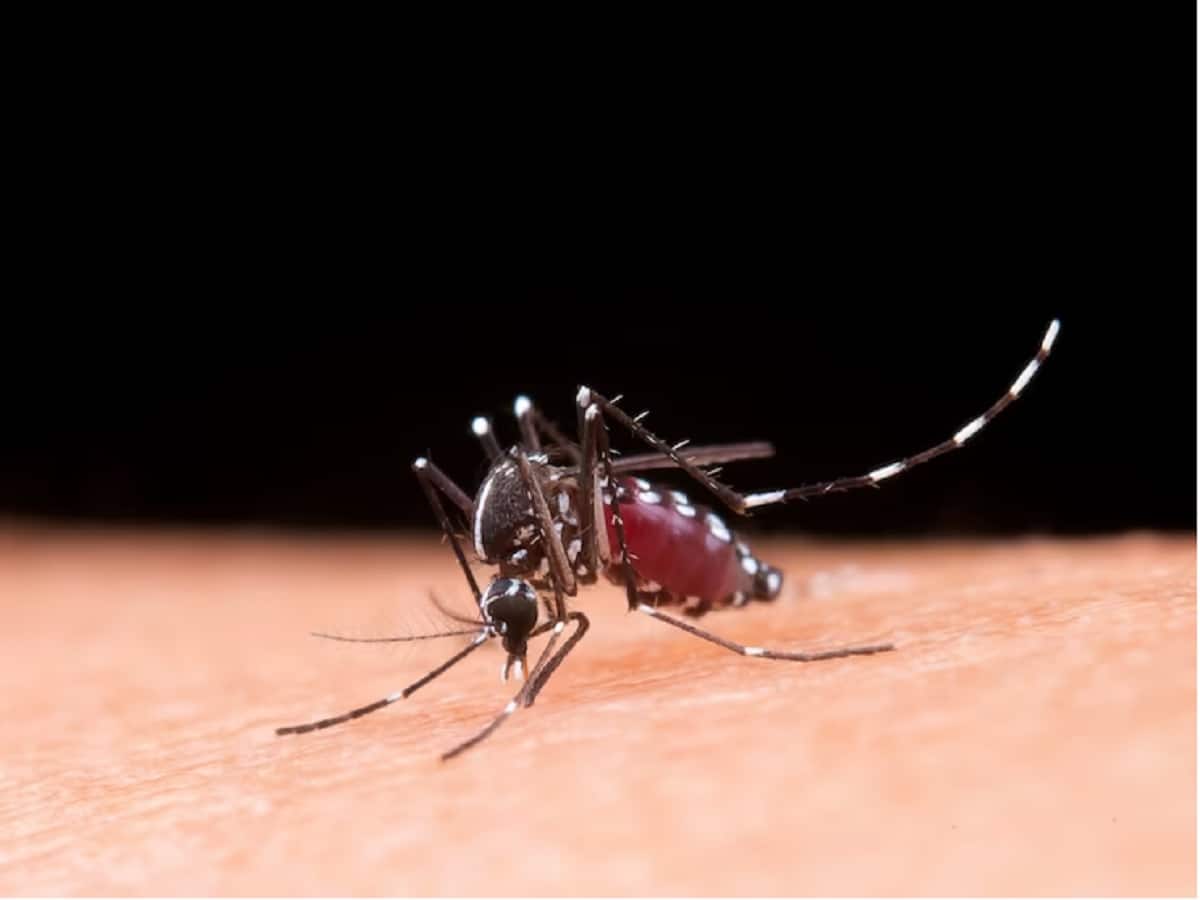 World Malaria Day: What Precautions One Should Take To Prevent Malaria ...