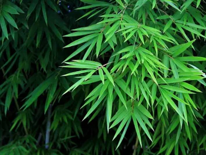 Bamboo's leaf health benefits : बांस की पत्तियों में छिपे हैं कई गुण ...