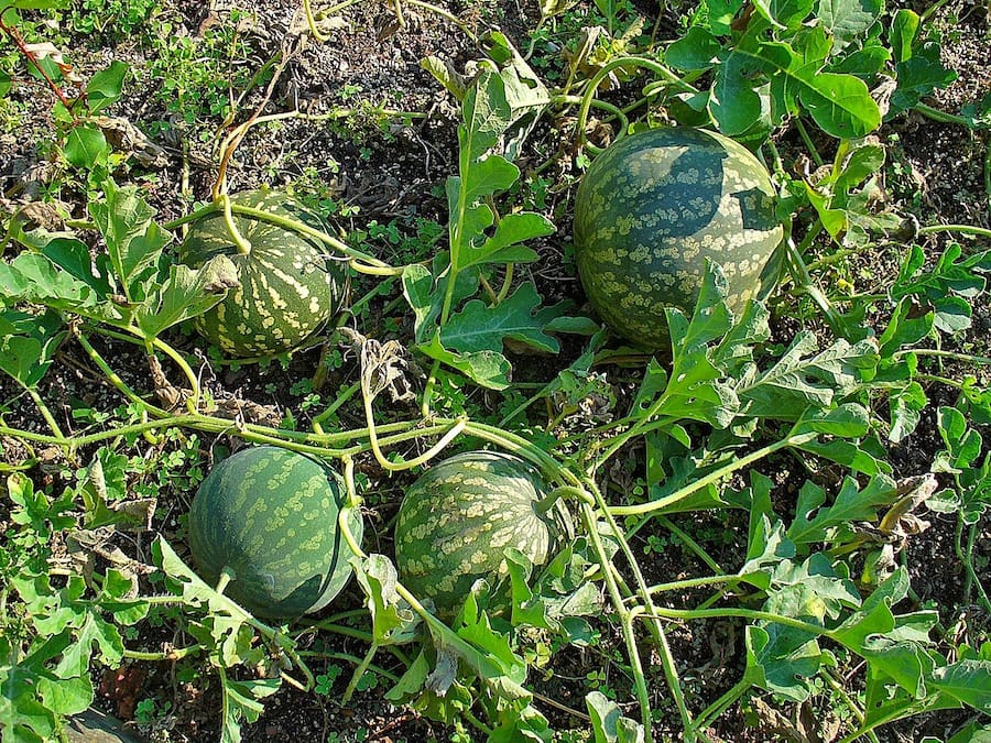 Colocynth: Precautions, Side Effects And Benefits Of Indrayan ...