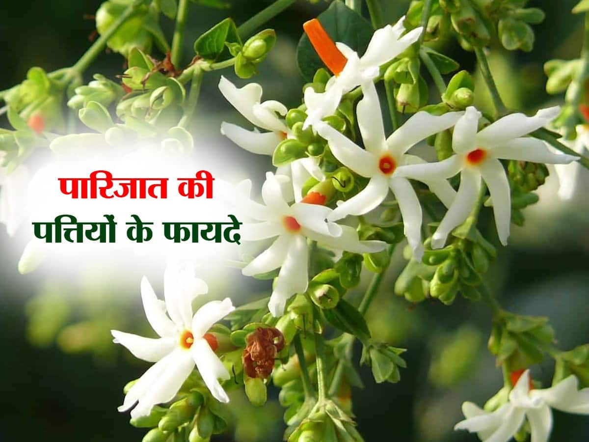 Parijata Flower Story In Hindi | Best Flower Site