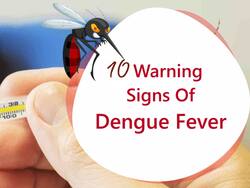 Dengue symptoms : Top and Latest News, Articles, Videos and Photo About ...