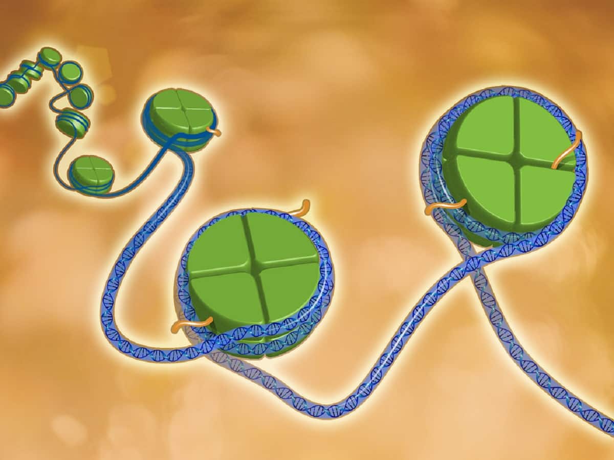 Nutritional Epigenetics: How Diet Can Influence Gene Expression And ...