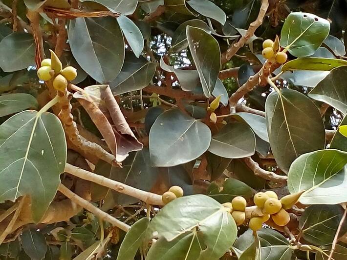 नीम-बबूल ही नहीं इन 5 पेड़ों की दातुन करने से मिलेंगे कई जबरदस्त फायदे ...