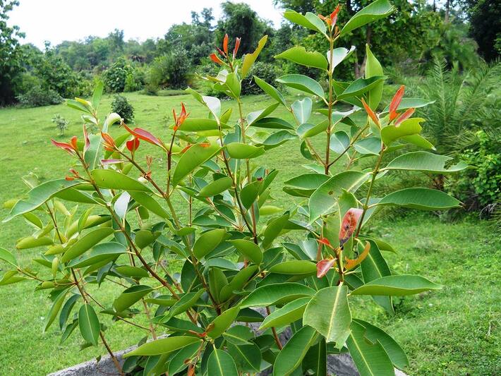 नीम-बबूल ही नहीं इन 5 पेड़ों की दातुन करने से मिलेंगे कई जबरदस्त फायदे ...