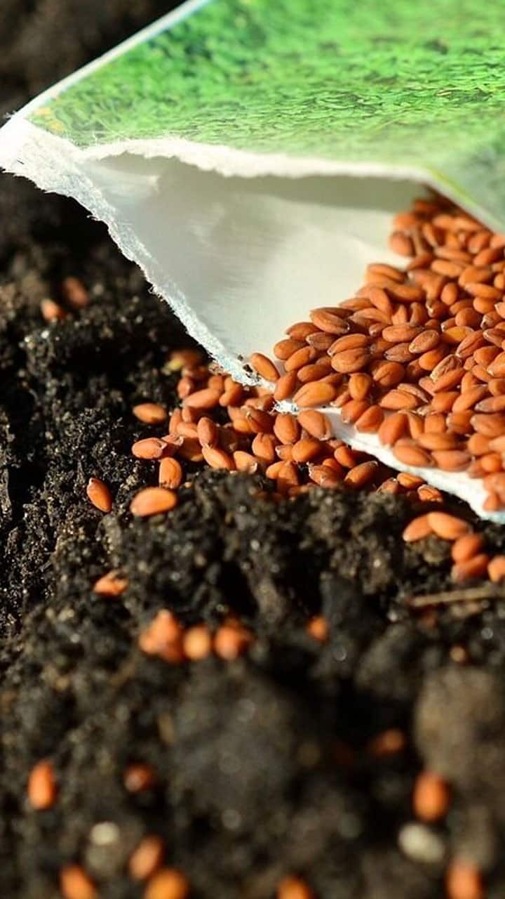7 Benefits Of Garden Cress Seeds You Did Not Know About