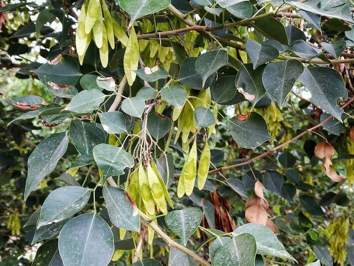 नीम-बबूल ही नहीं इन 5 पेड़ों की दातुन करने से मिलेंगे कई जबरदस्त फायदे ...