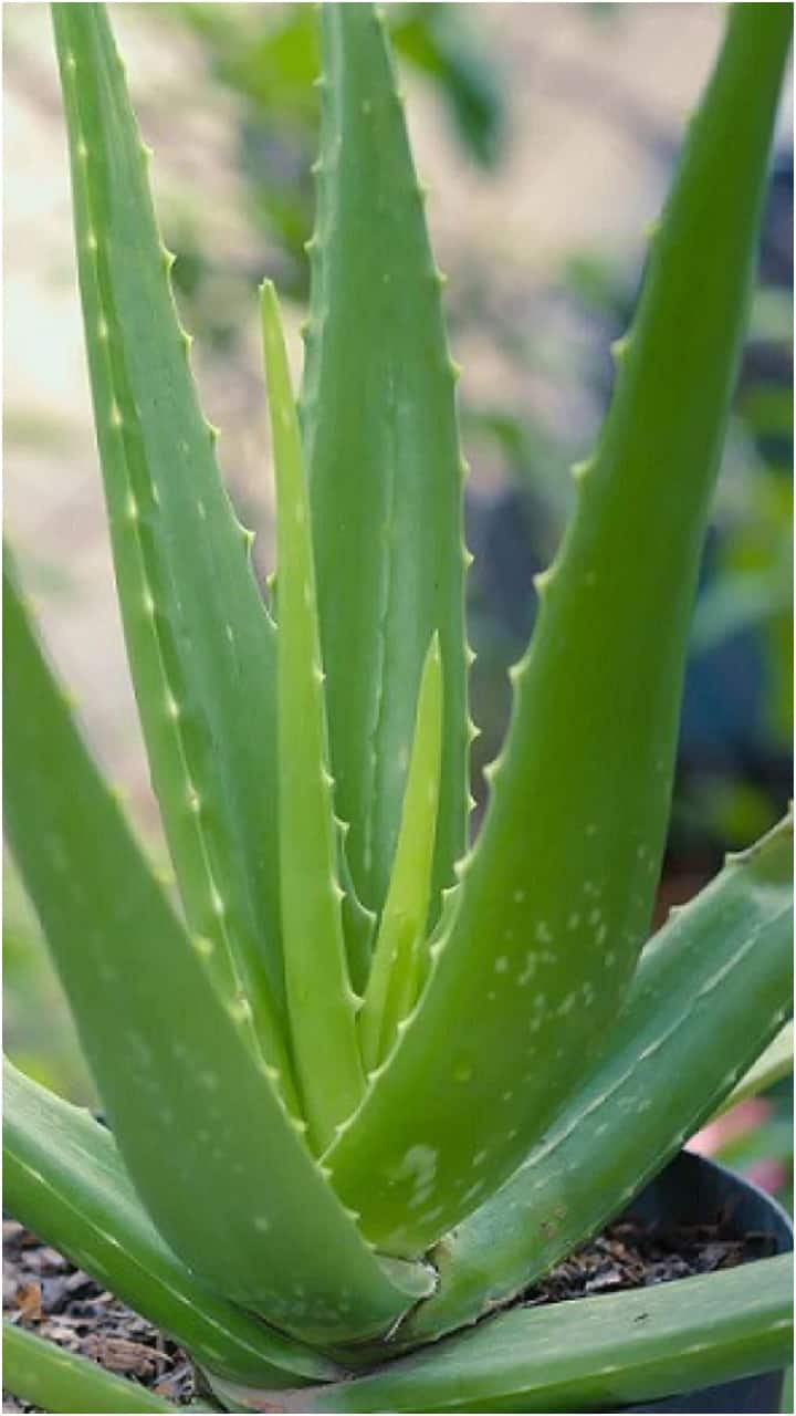 How To Use Aloe Vera On Scalp To Prevent Hair Loss?