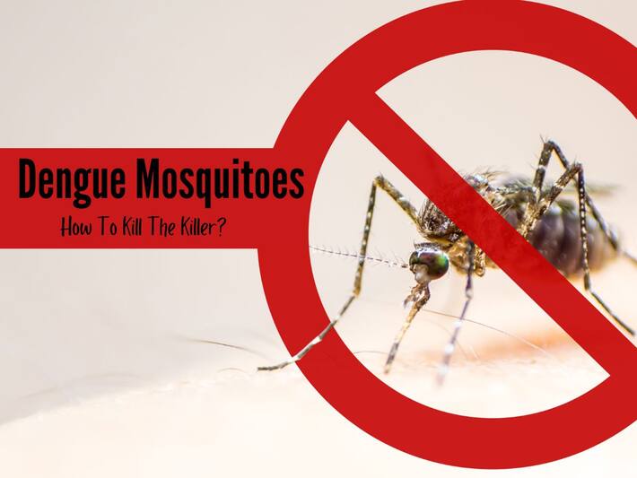 How To Kill Dengue Mosquitoes? Try These 5 Easy Home Remedies For Fast ...