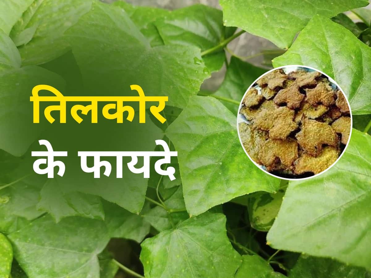 tilkor ka patta kaisa hota hai | दामाद की थाली में परोसा जाता है ये ...